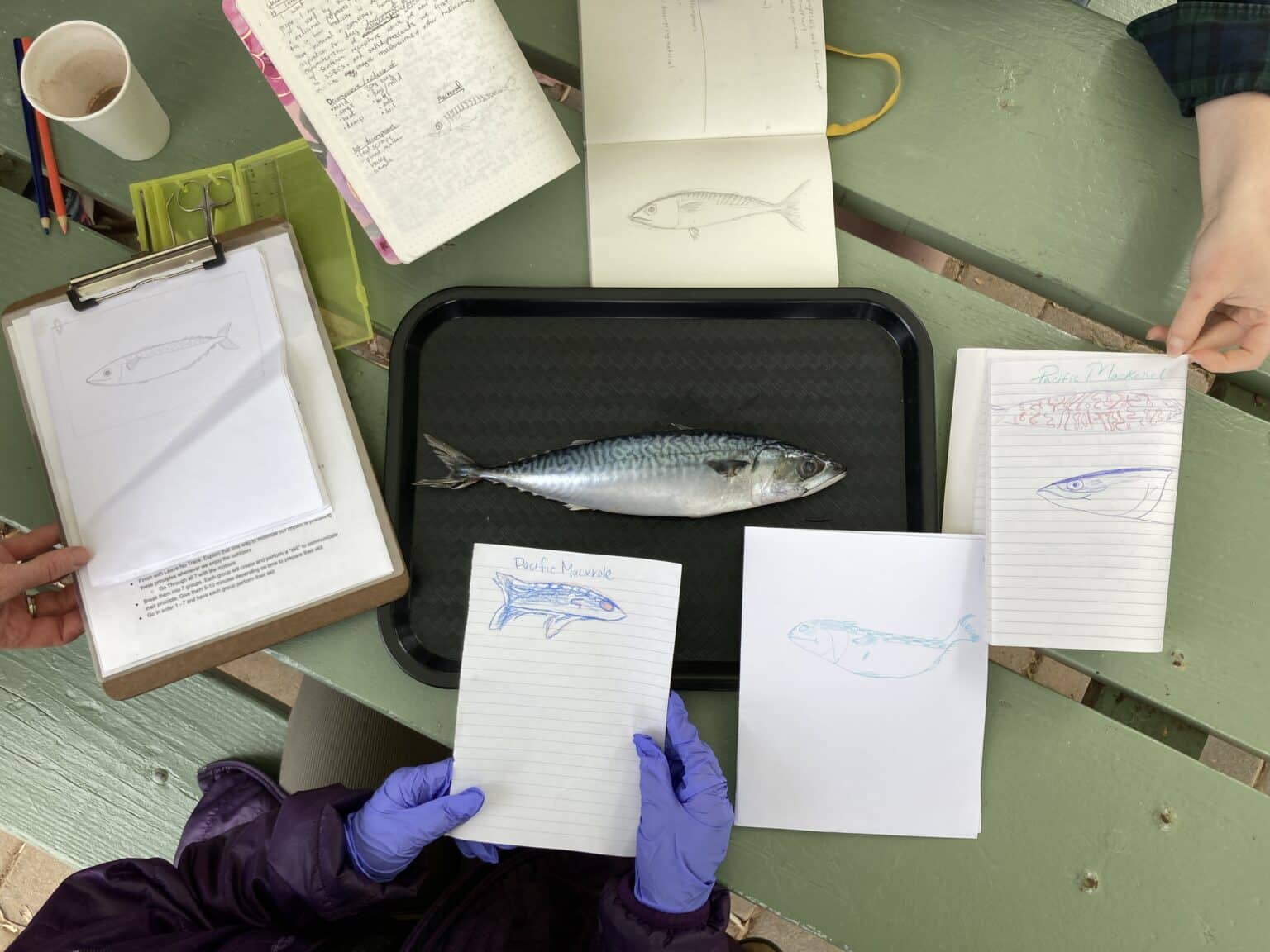 Course Descriptions - Emerald Bay Outdoor Academy